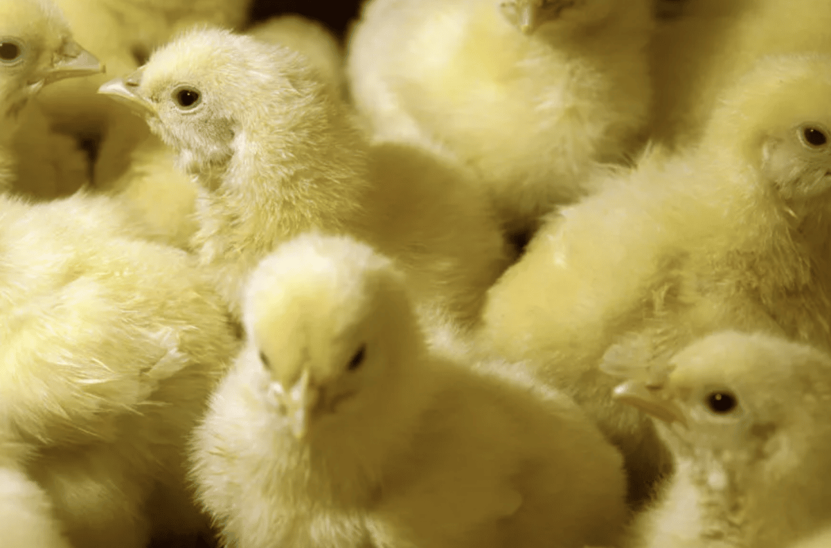 The Basics Of Livestock Nutrition: The 6 Basic Nutrients That Animals Need