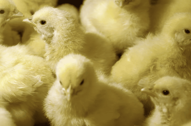 The Basics Of Livestock Nutrition: The 6 Basic Nutrients That Animals Need