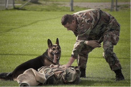 Military Dogs: Here’s A Snappy Salute To Our Four-legged Soldiers in ...