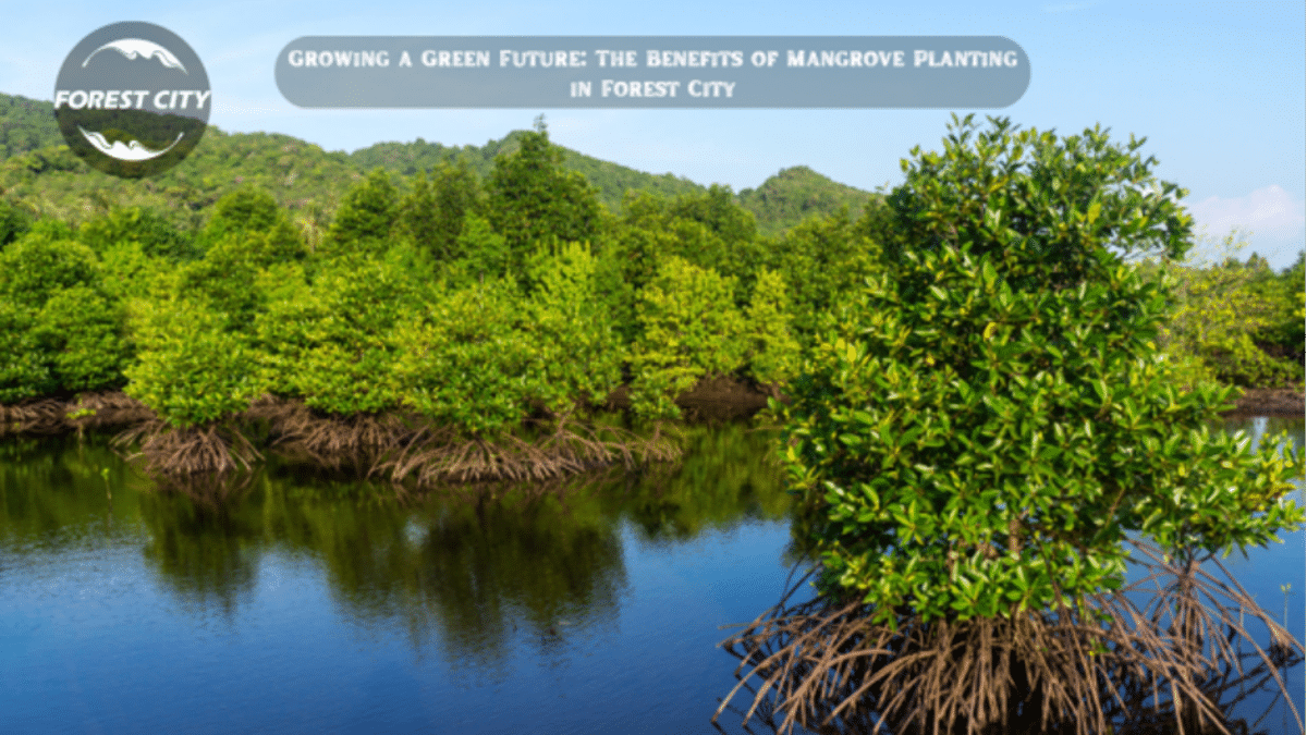 Growing a Green Future: The Benefits of Mangrove Planting in Forest City