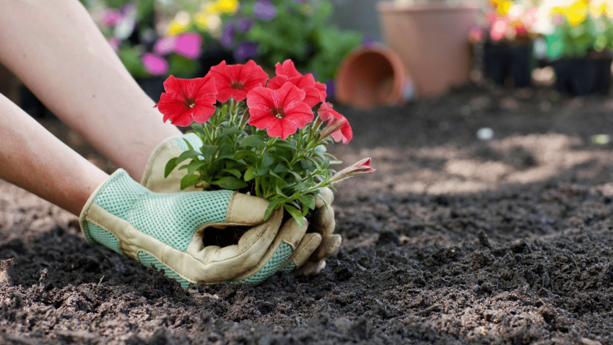 Bloom Where You're Planted: Tips for Successful Flower Gardening