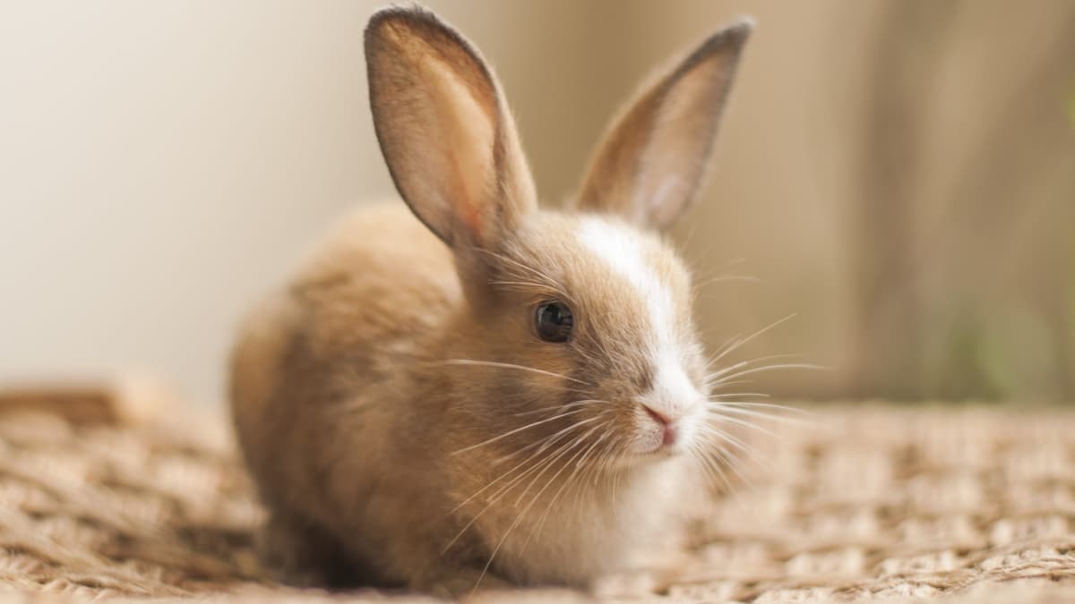 The Basics of Pet Hay: A Guide for New Owners