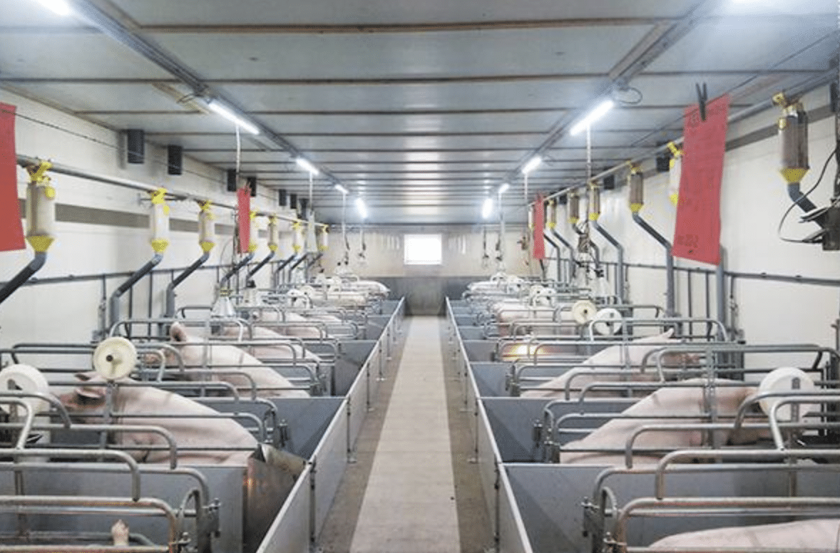 What Are The Problems With Pigs Production? || Take Actions