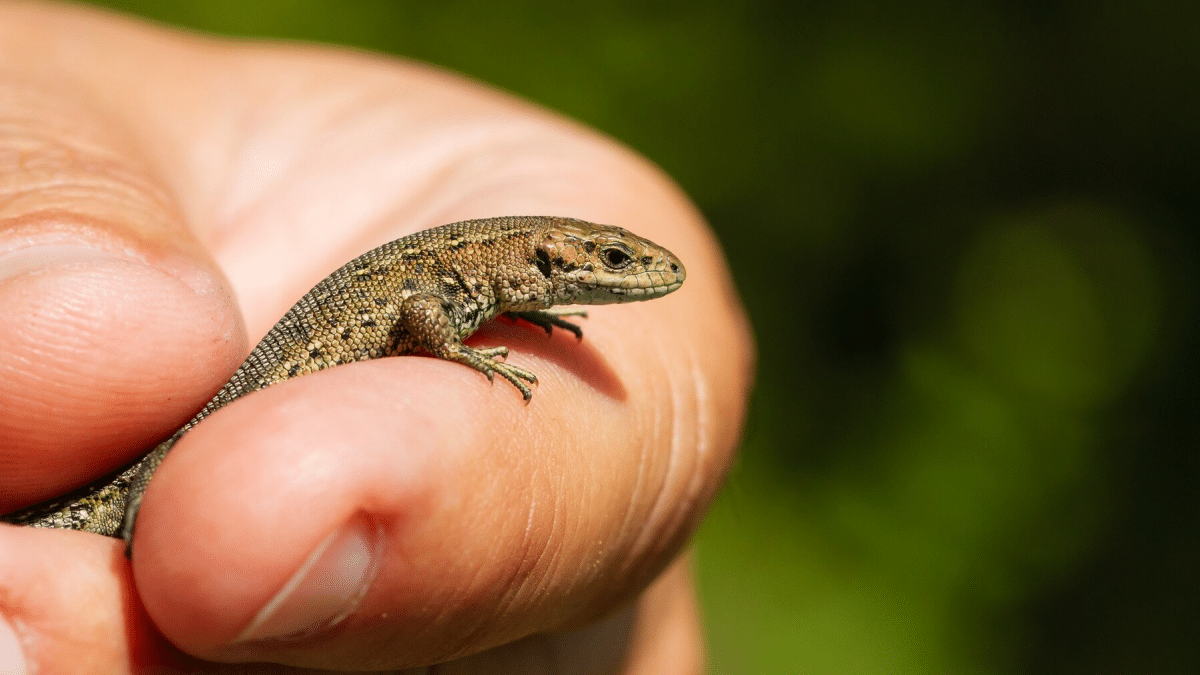 Enhancing Reptile Wellness: The Role of Adult Male Dubia Roaches in ...