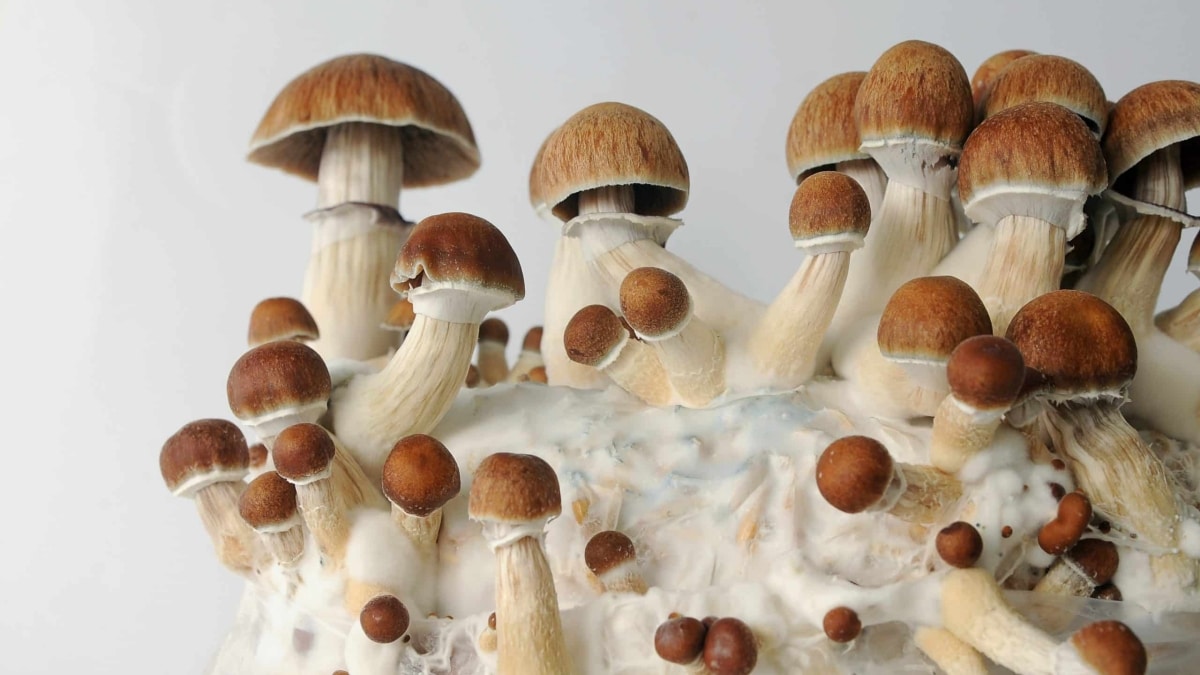 Magic Mushroom Dispensary Is on the Rise in Canada