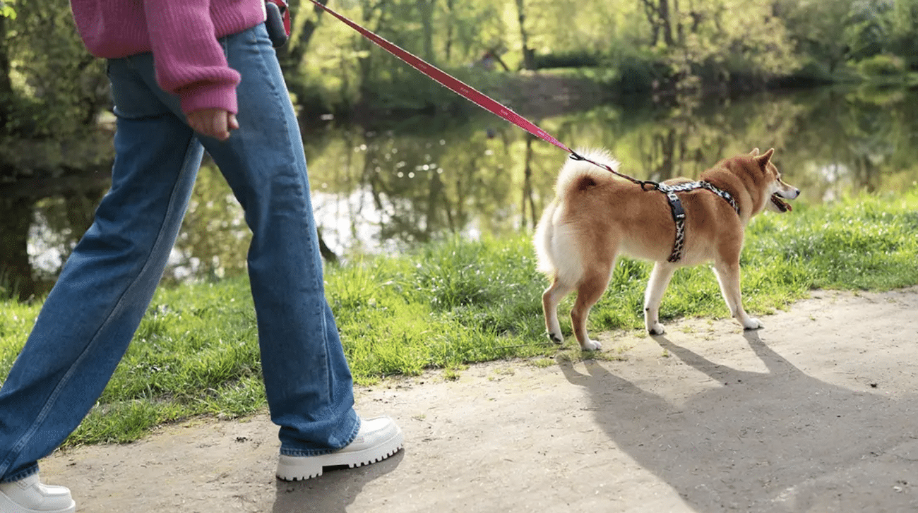 Know What Makes Step In Harness Different & Better From Other Harnesses