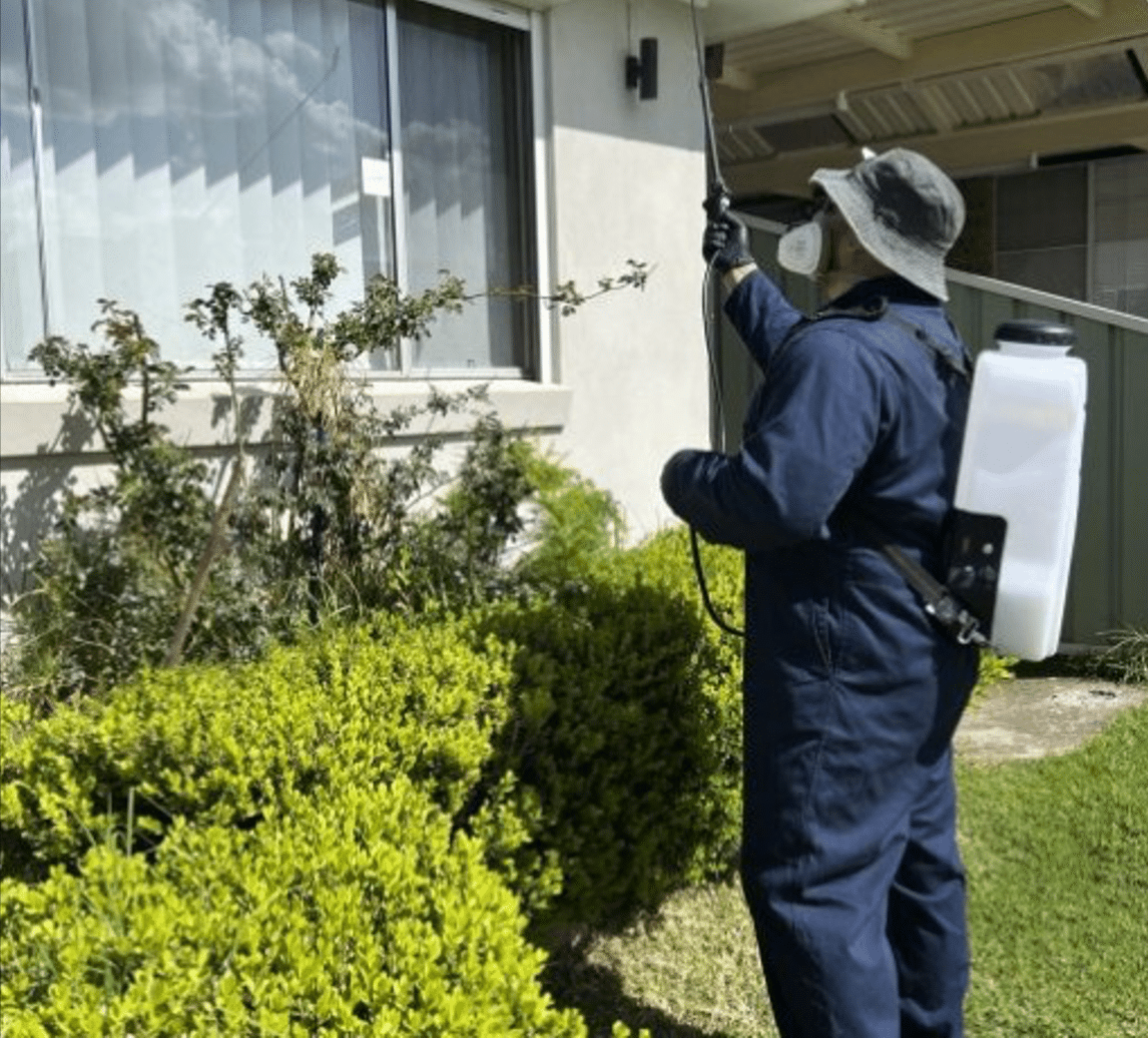 Pest Problems in Sydney? Discover the Best Solutions Here