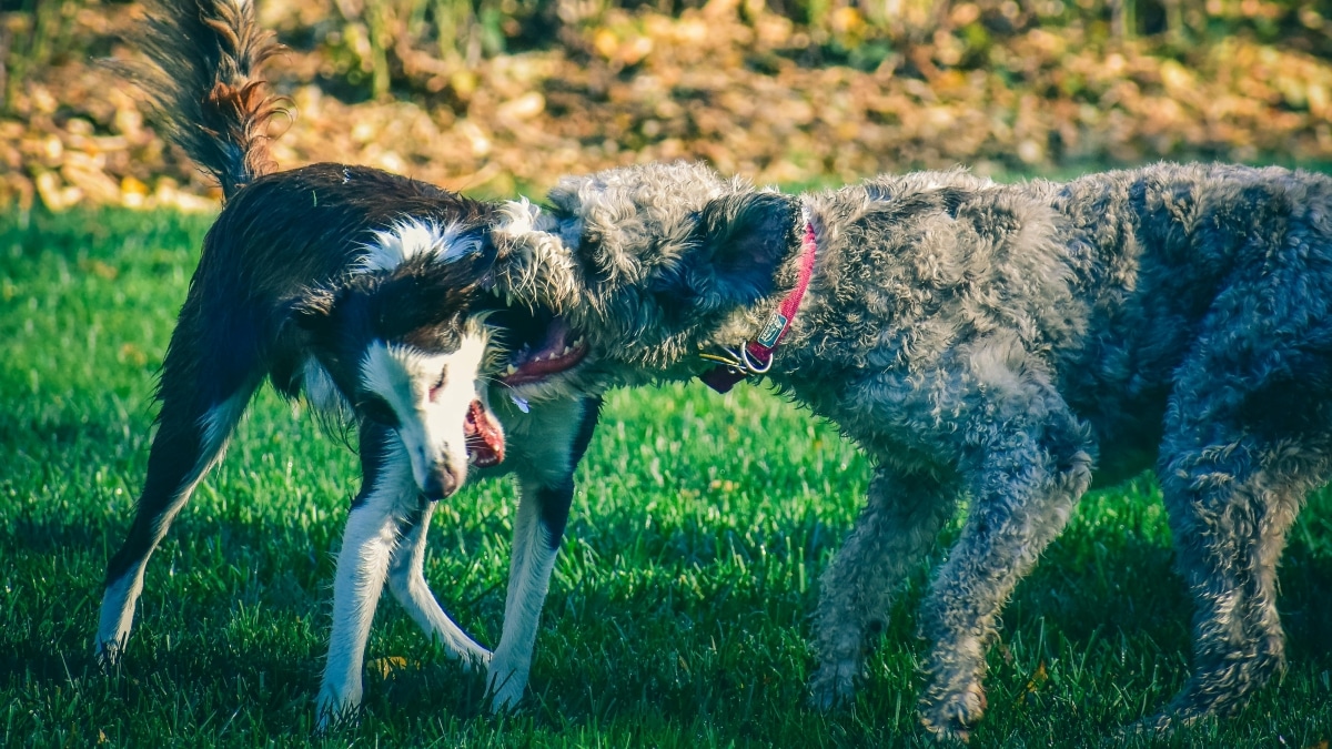 What Are the Best Ways to Intervene in a Dog Fight Safely?