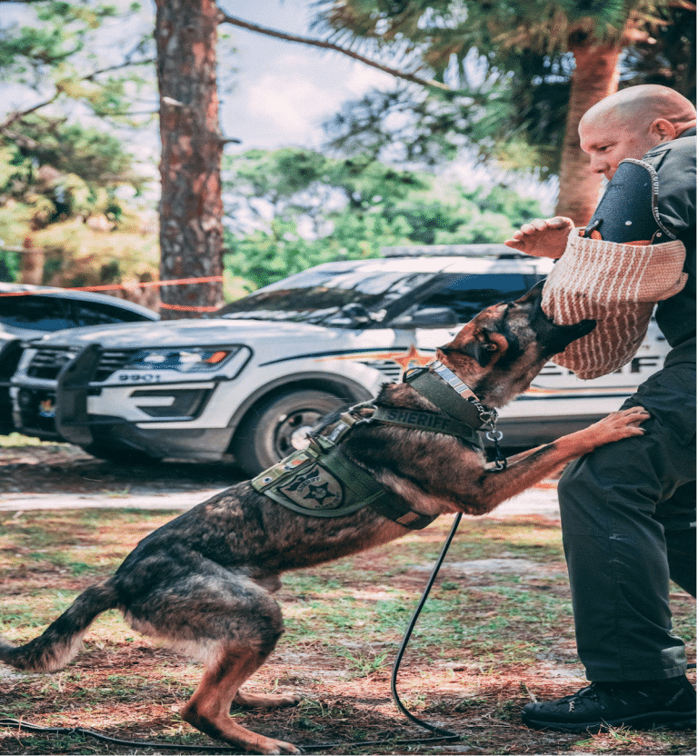 K9 Tactical Gear: Enhancing the Safety and Efficiency of Working Dogs ...