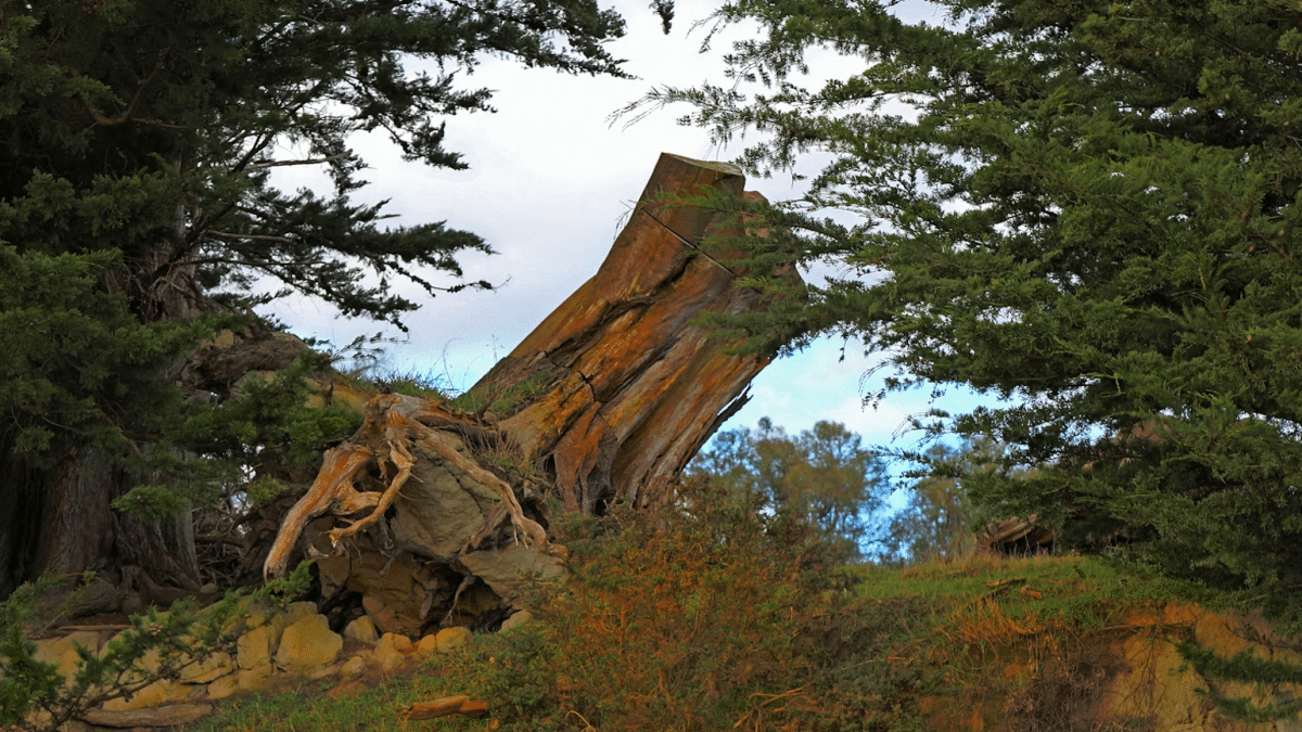 Safety First: Evaluating the Need to Remove a Leaning Tree