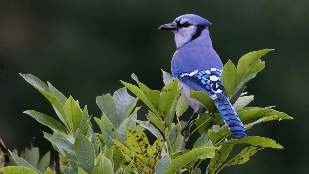 Blue Jay Meaning: Exploring The Symbolism And Spiritual Messages Of The ...