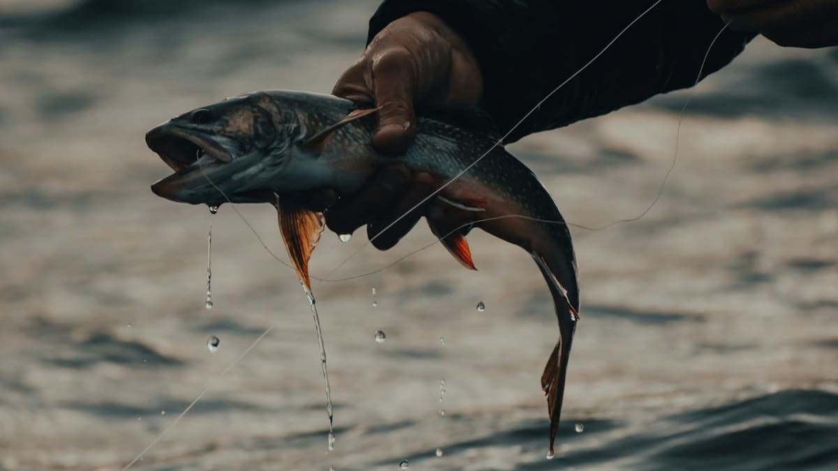 Discover the Ultimate Fishing Adventure: Combining Travel and Angling ...