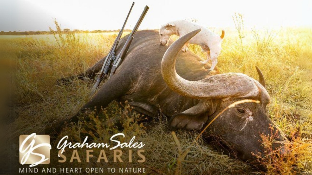 Conservation Through Hunting: The Role of Buffalo Hunts in Wildlife ...