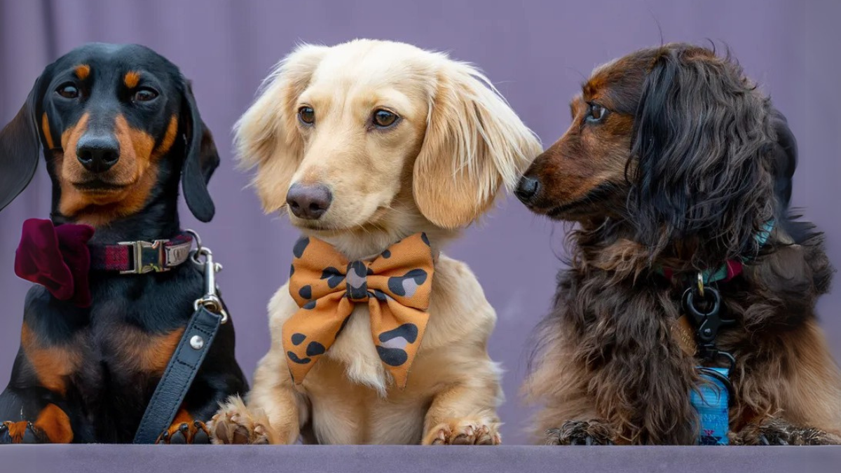 Exploring the Lifespan of Small Breed Dogs and What Contributes to ...