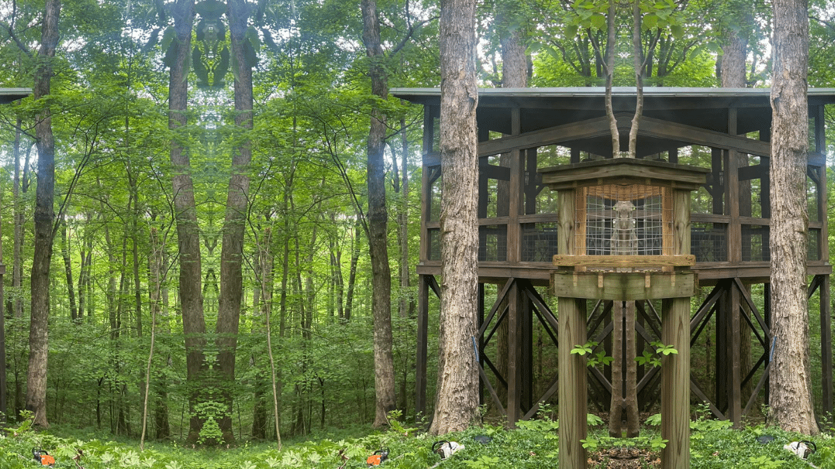 Is It Time to Say Goodbye to Your Tree?