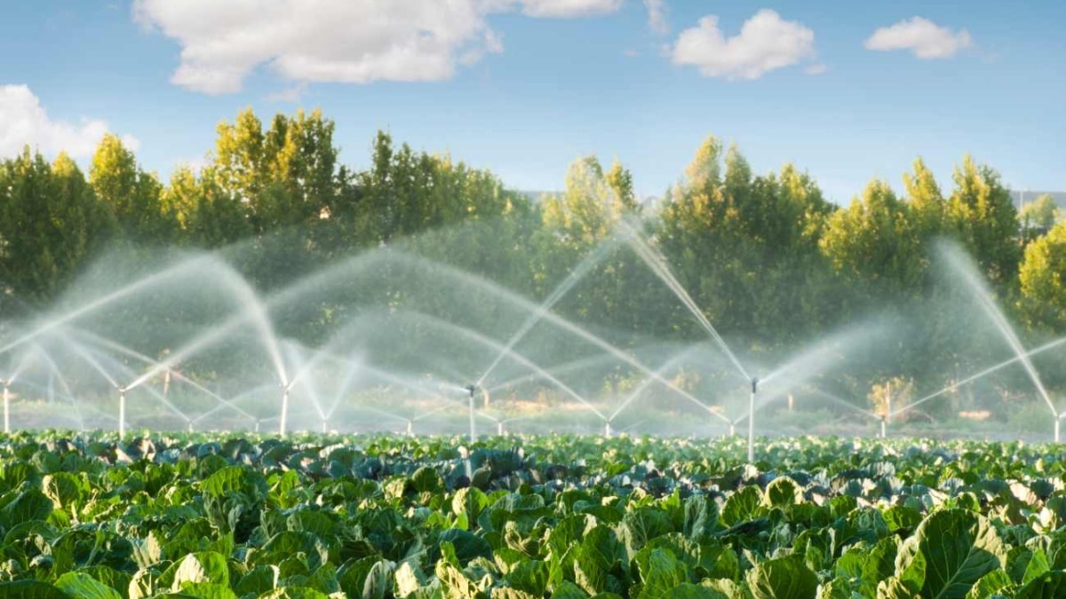 Smart Irrigation: How to Save Water and Keep Your Garden Thriving