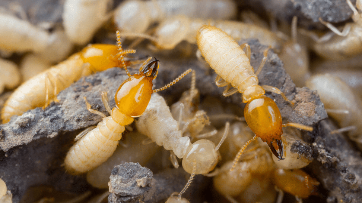 Preventative Measures: Protecting Your Columbia, SC Home from Termites