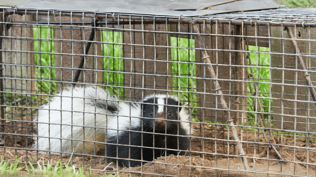 Skunk Trapping 101: Essential Techniques for Safe and Effective Removal