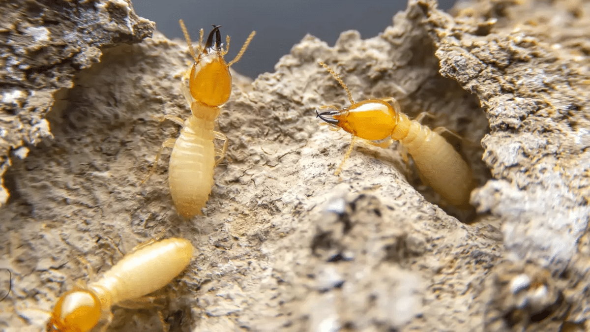 Spring Swarm: How to Identify and Prevent a Termite Infestation Before ...