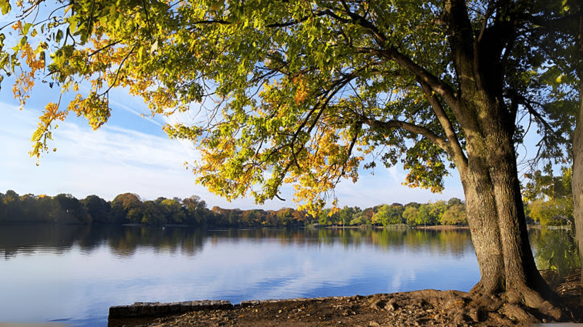 How Healthy Trees Benefit Local Wildlife and Ecosystems