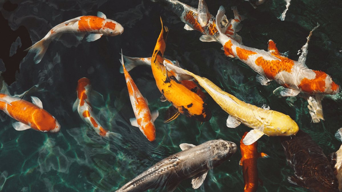 Understanding the Different Types of Koi Fish: A Comprehensive Overview