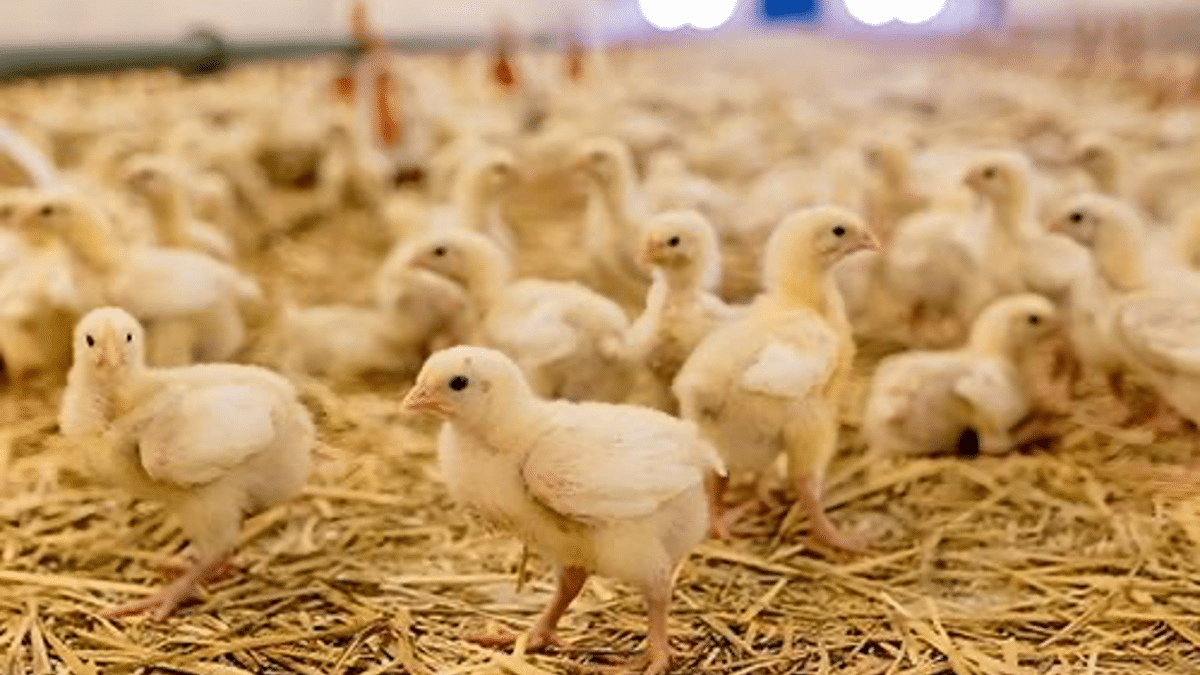 What Are the Different Types of Chicken Feed? Which Is Best?