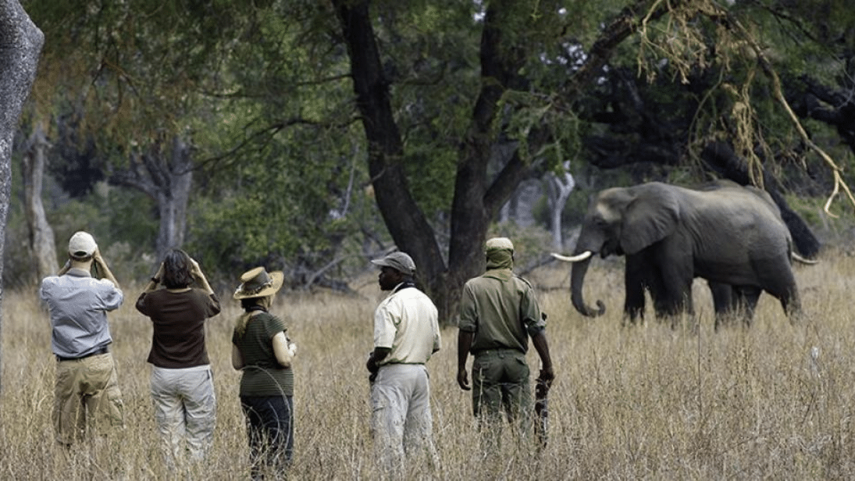 World Travel Awards 2025: Safari.com Nominated Again After Last Year’s ...