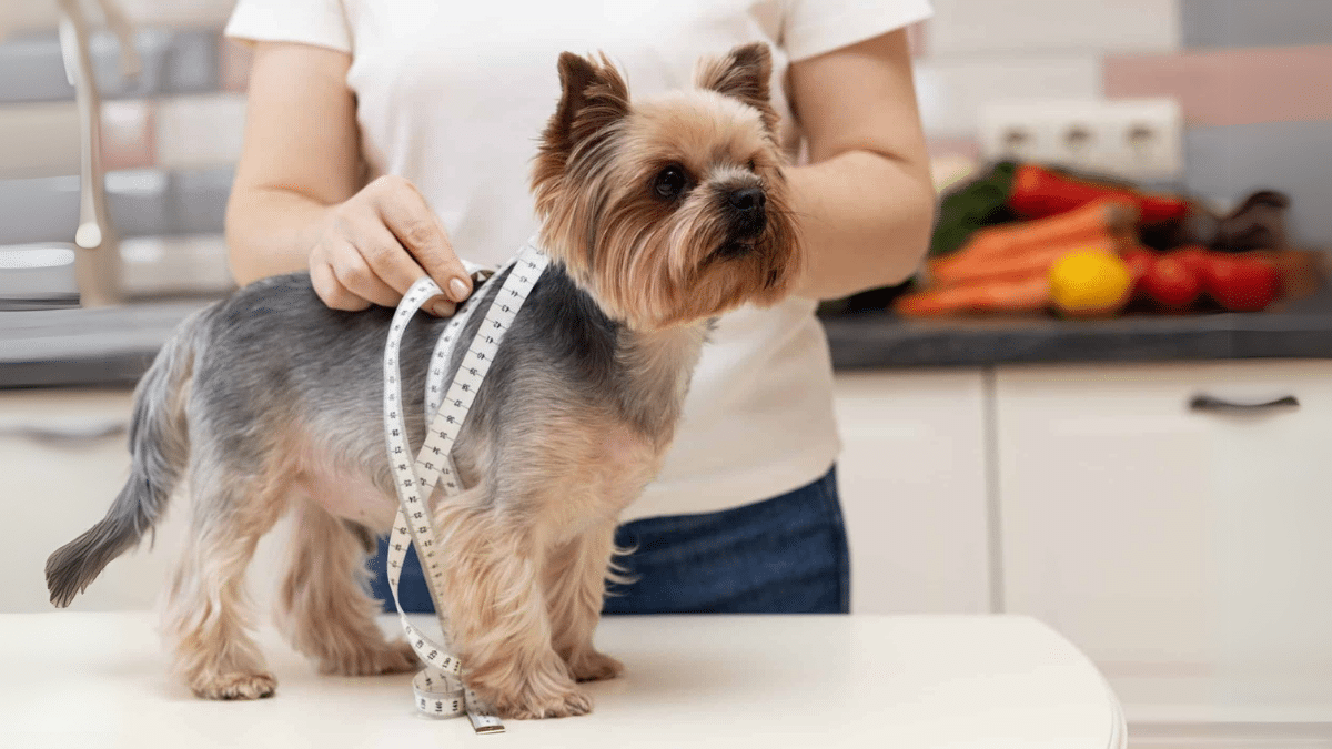 Secret Dog Weight Loss Hacks Every Pet Parent Should Know