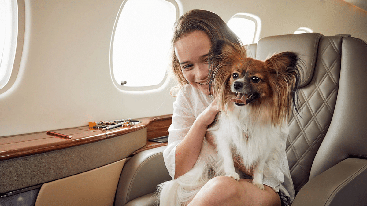 How Pet-Friendly Private Jet Charters Take the Stress Out of Traveling ...