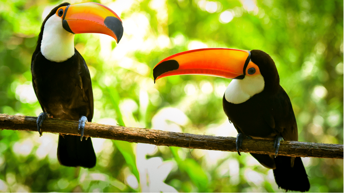 Rainforest Birds and Their Unique Adaptations