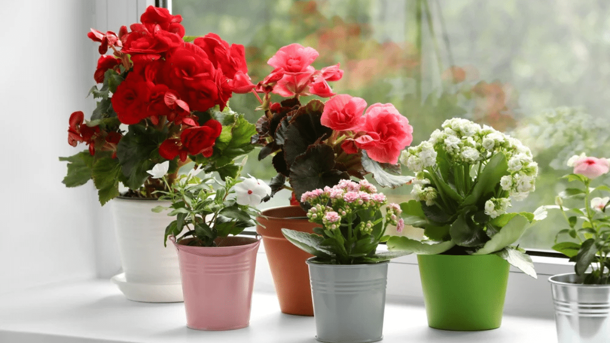 The Best Flowers To Have In Your Home
