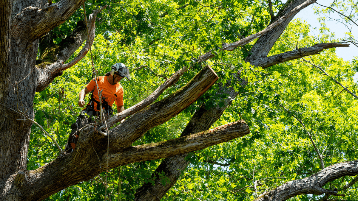 The Hidden Risks of DIY Tree Removal—and When to Call a Pro