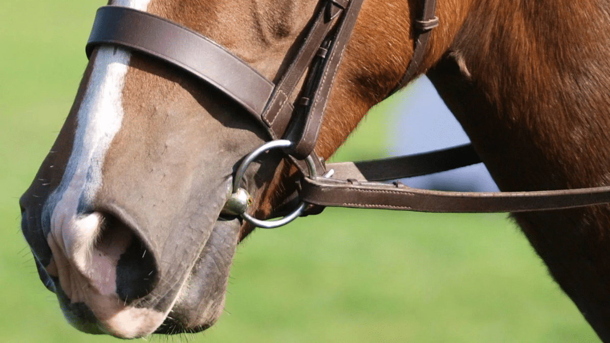 What to Know Before Buying Equestrian Bits