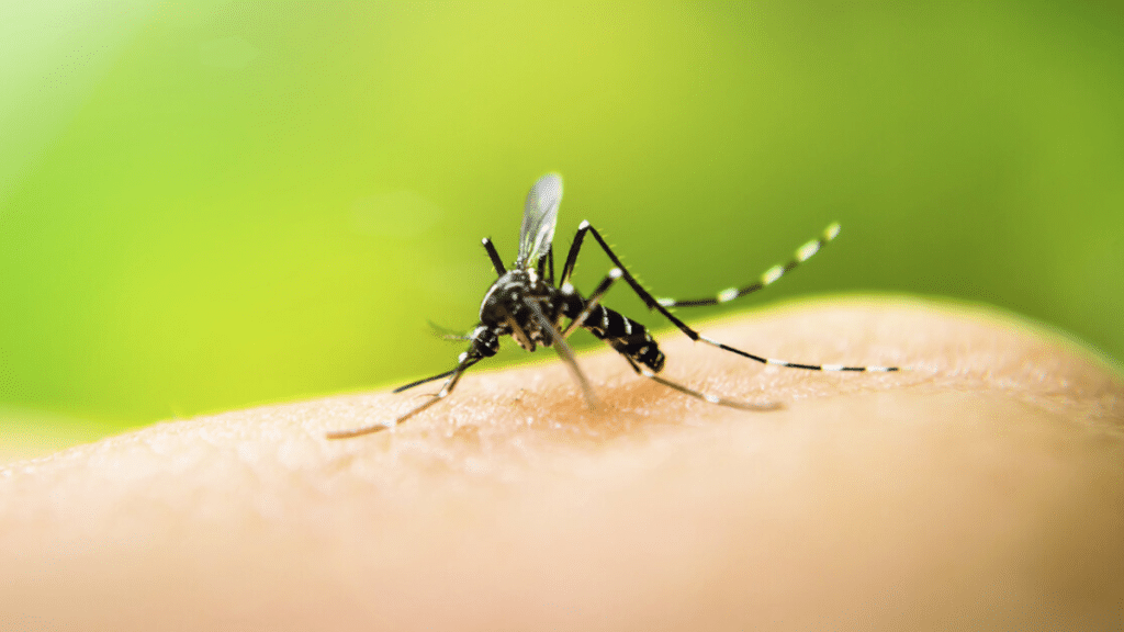Why Mosquito Control Matters More Than Ever When You Have Kids—Newborns ...