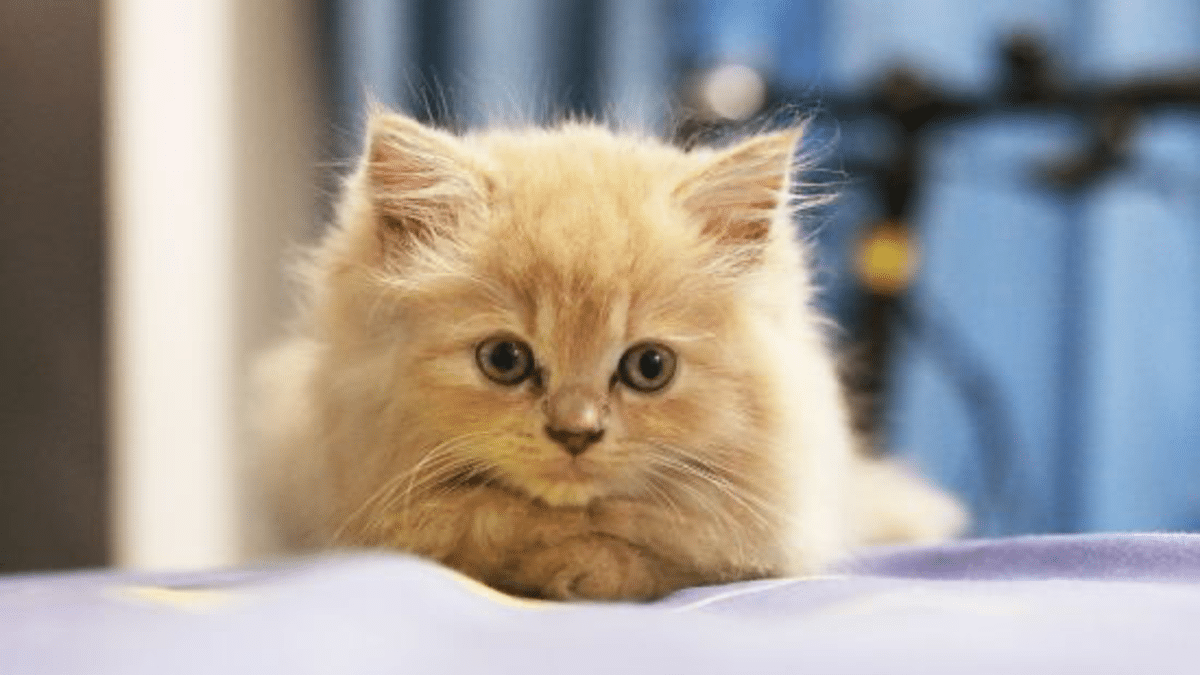 Why is my Cat Sneezing so Much? Expert Insights from Vet in Marietta