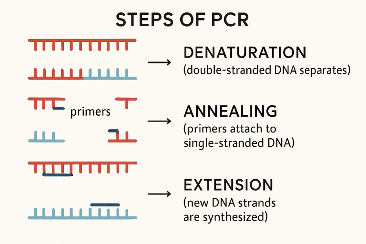 PCR Explained: What It Is and Why It Matters in Modern Science