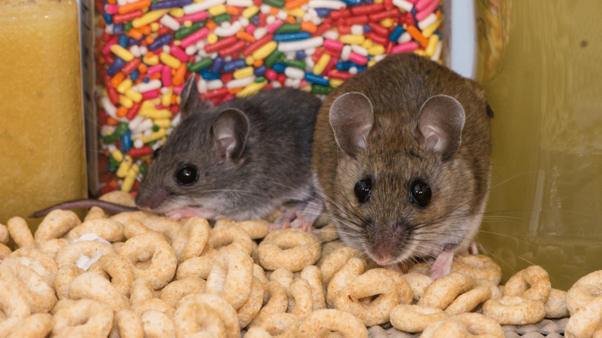 How To Protect Stored Food From Insects And Rodents