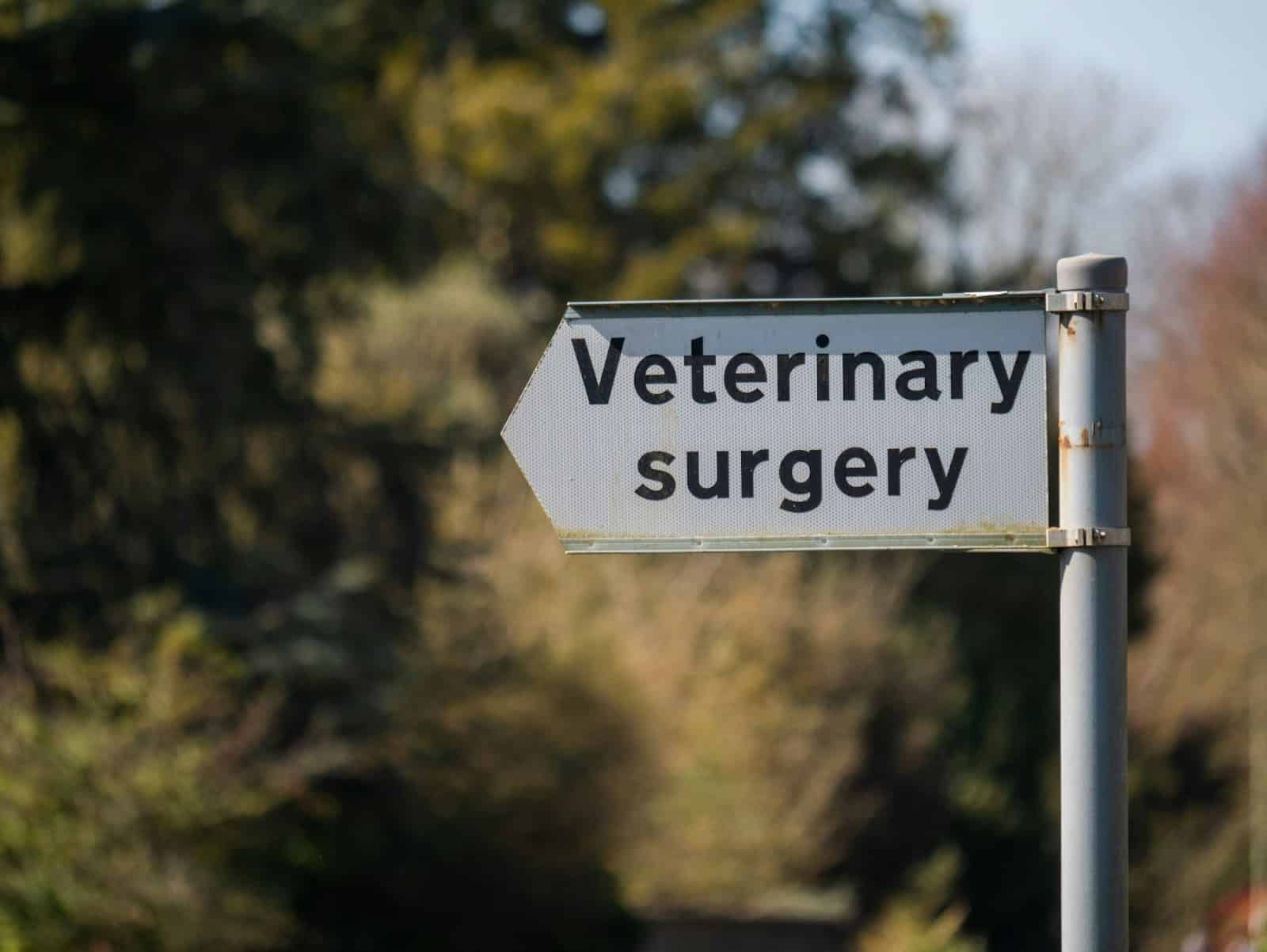 The Complete Veterinary Finance Guide: From Client Payment Solutions to ...