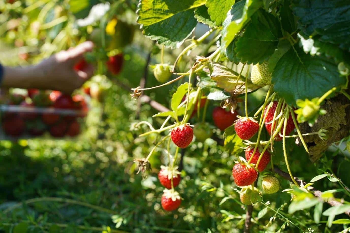 Weekend Adventures: Family Farms Where You Can Pick Fresh Fruit