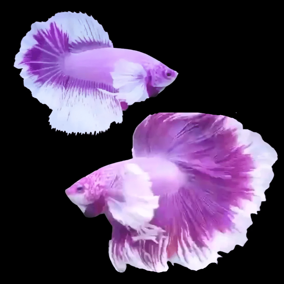 How Thailand Betta Fish Uses Digital Platforms to Connect Exotic ...