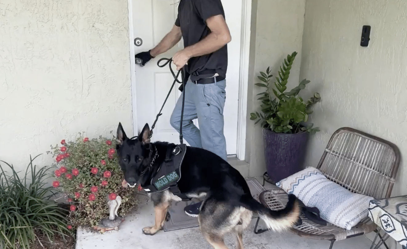Mold Detection Dogs: Benefits, Limits, and What the Industry Is Still ...