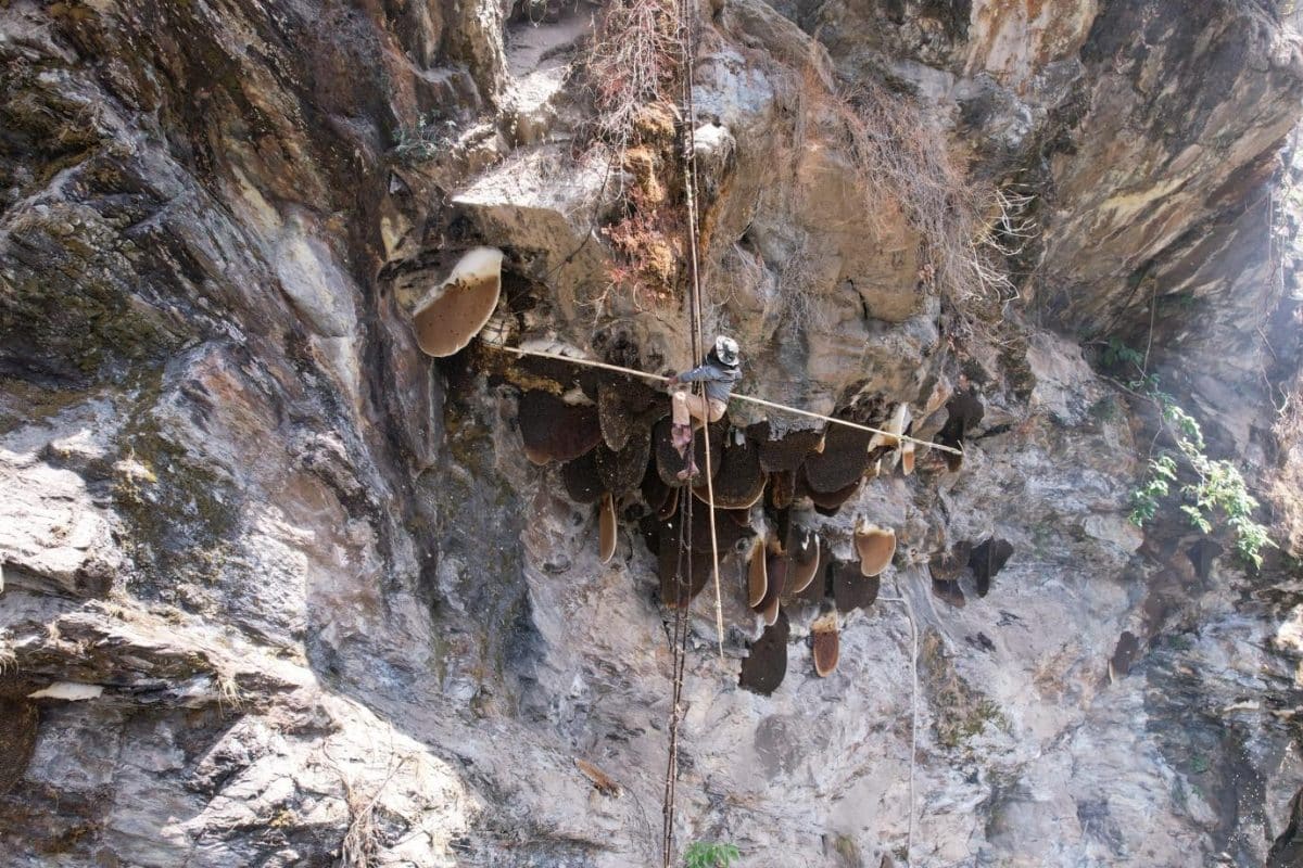 Do you know about the Hallucinogenic Himalayan Mad Honey from Nepal?