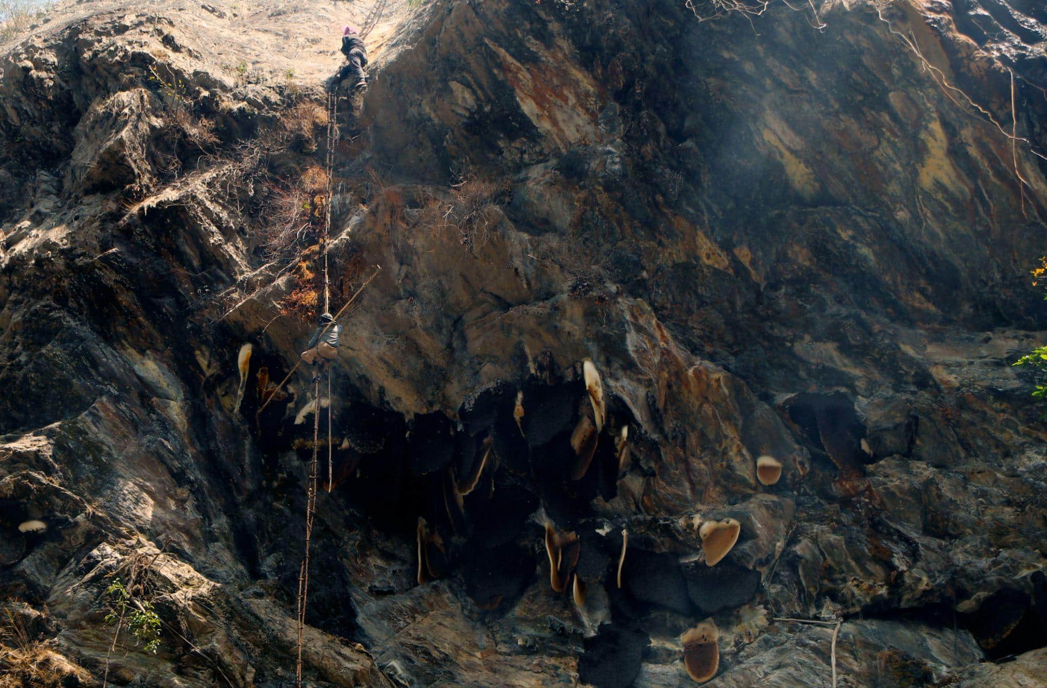 Do you know about the Hallucinogenic Himalayan Mad Honey from Nepal?