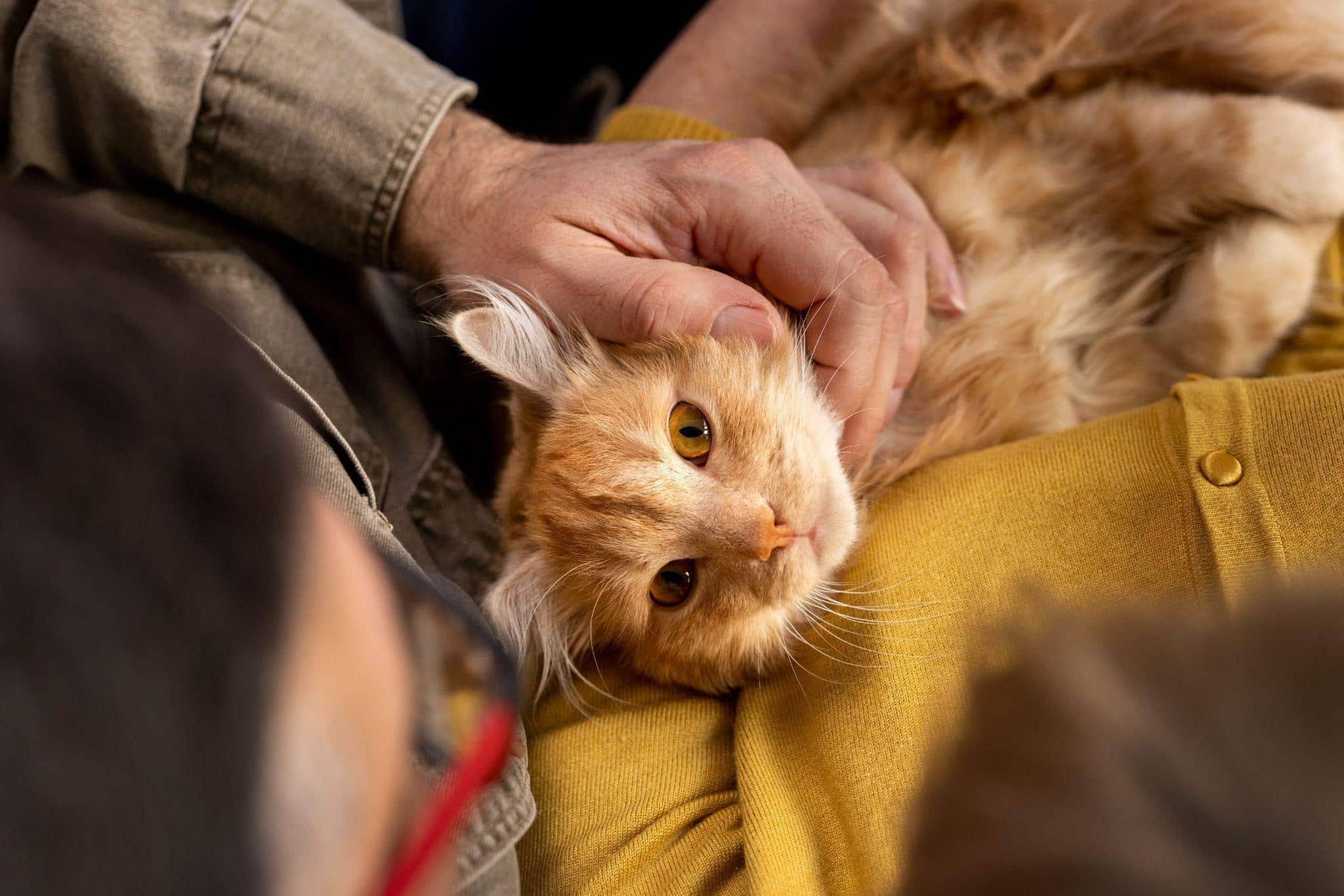 Denied a Pet Insurance Claim? Miami Attorneys Can Help